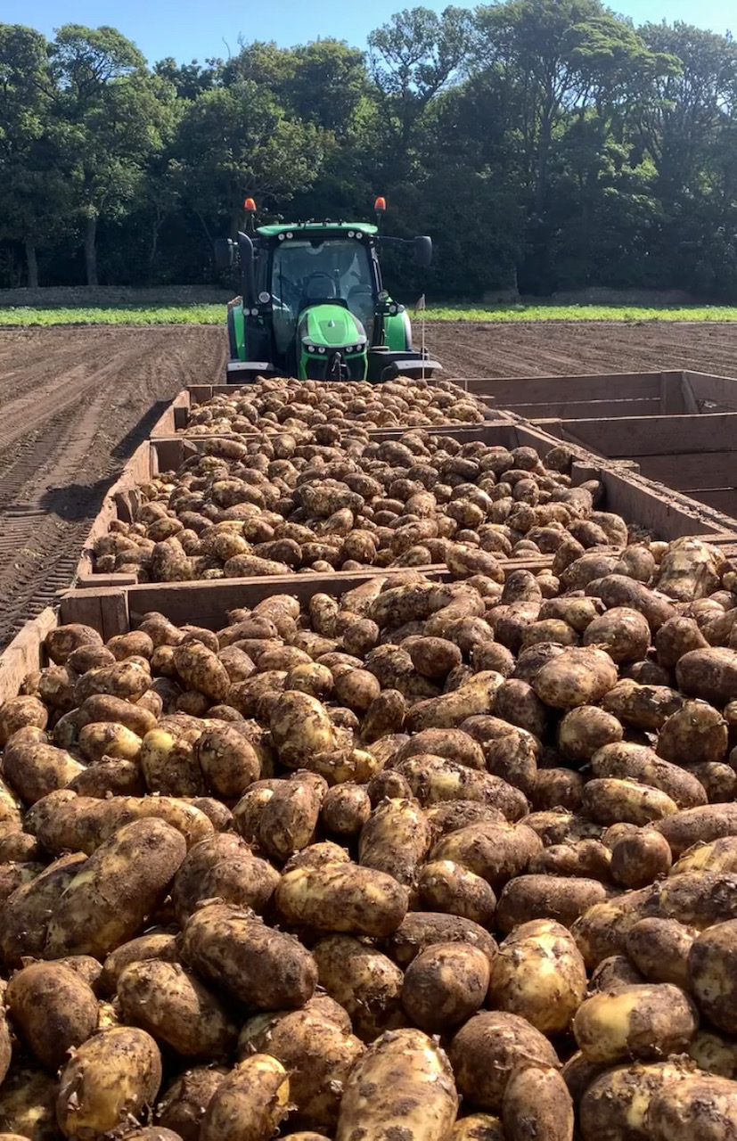 Home - The Potato Guys